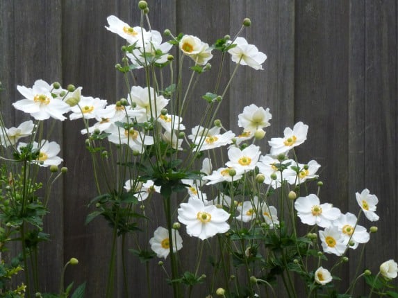 Herfstanemoon of Anemone hybrida: standplaats en verzorging