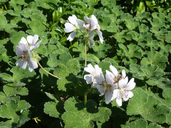 Geranium renardii: standplaats, bloei en verzorging