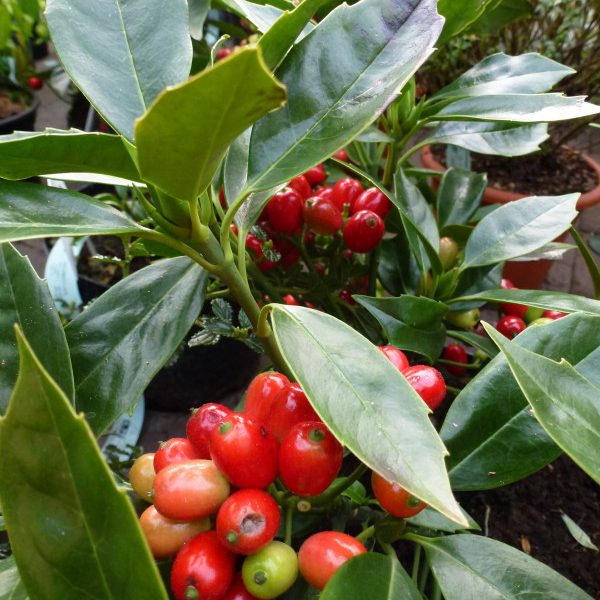 Aucuba japonica Rozannie - Broodboom