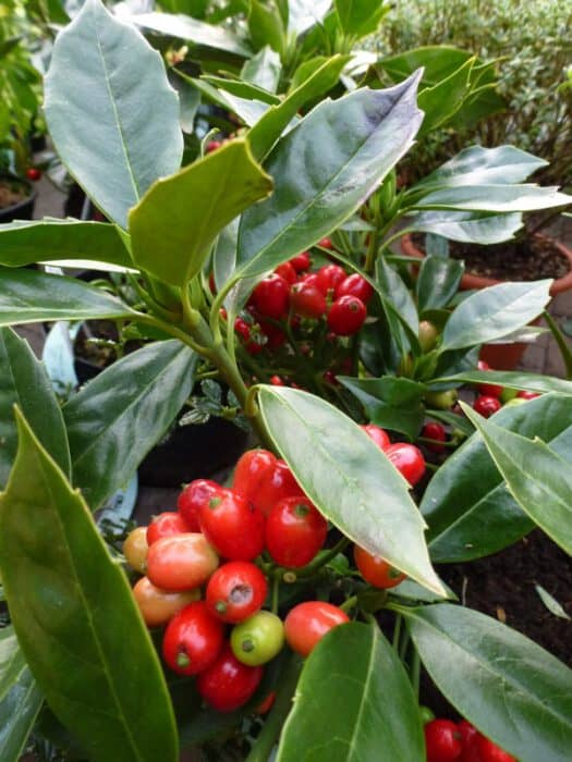 Aucuba japonica Rozannie - Broodboom: Alles over de verzorging