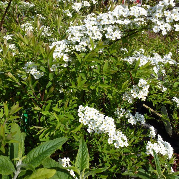 Spiraea cinera Grefsheim - Spierstruik