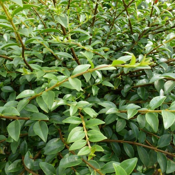 Ligustrum ovalifolium - Haag liguster