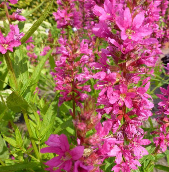 Lythrum salicaria Robert - Grote Kattenstaart