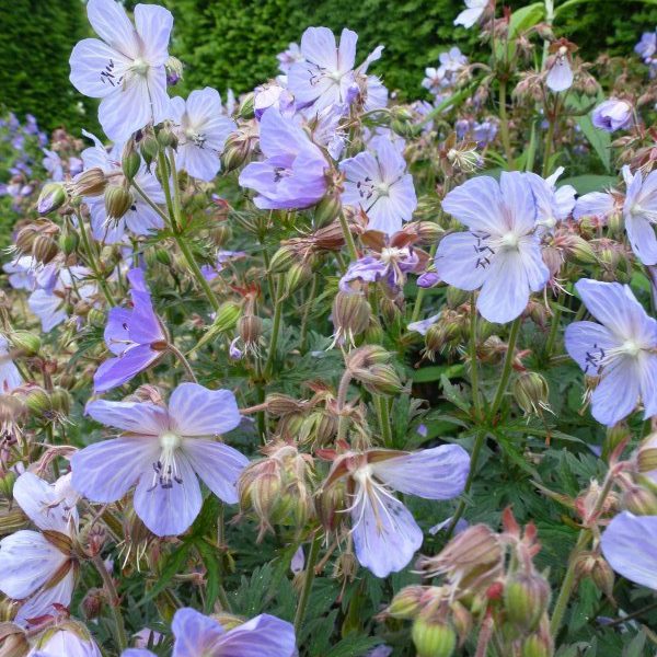 Geranium pratense Midnight Reiter - Beemdooievaarsbek