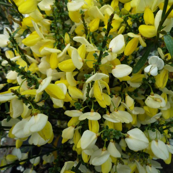 Cytisus scoparius Dukaat - Brem