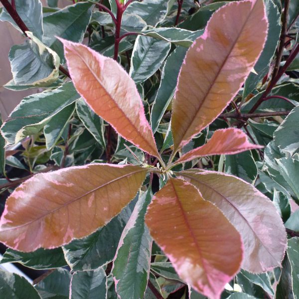 Photinia Pink Marble - Glansmispel