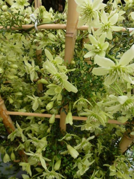 Clematis Pixie - Bosrank; Alles over de standplaats, snoei en verzorging