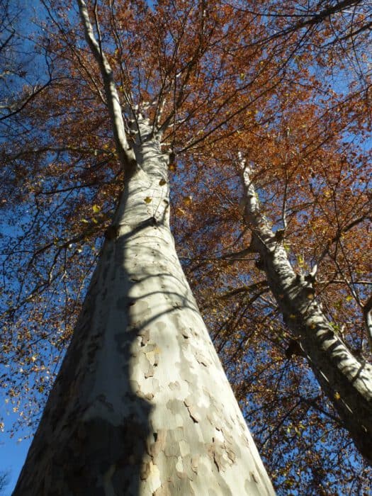 Platanus hispanica - Gewone Plataan - Plataan: Verzorging en snoei