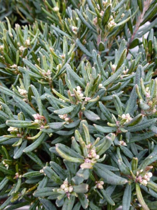 Andromeda polifolia Blue Ice - Lavendelheide - Rotsheide