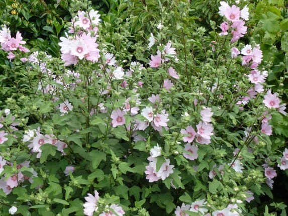 Lavatera Rosea - Struikmalva