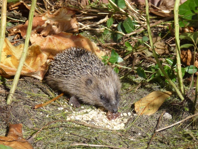 Een egelvriendelijke tuin: lees hier hoe je de tuin egelvriendelijk maakt