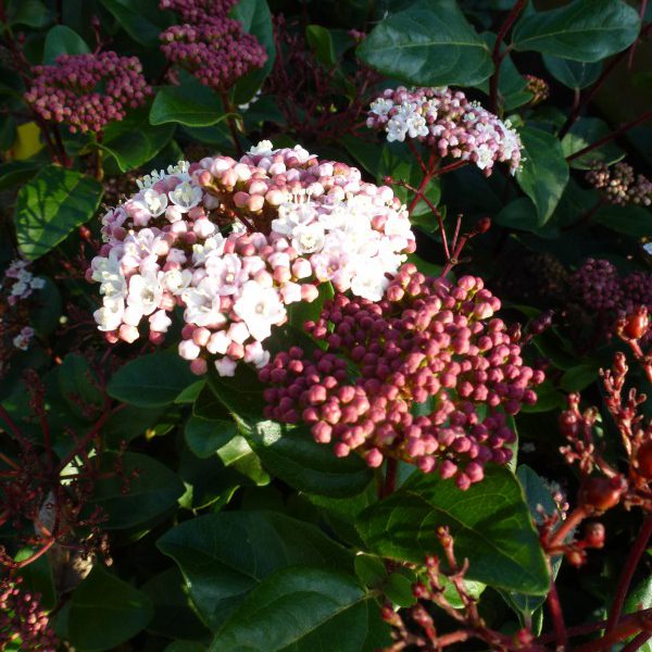 Viburnum tinus Lisa Rose