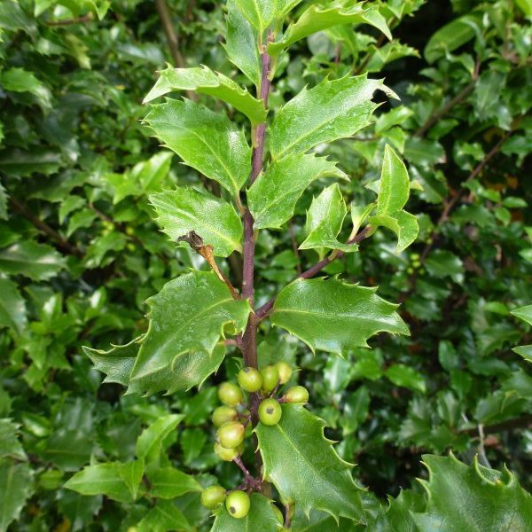 Ilex meserveae Blue Princess - Blauwe Hulst