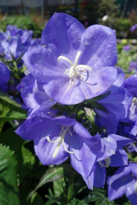 Campanula persicifolia Takion Blue - Klokjesbloem: verzorging en bloei