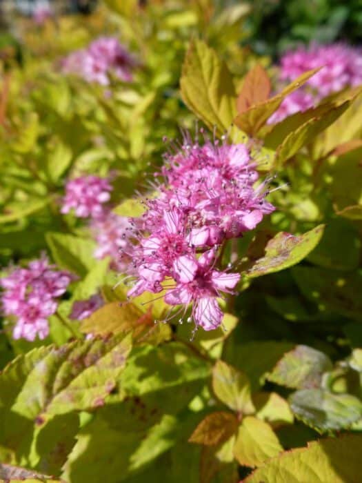 Spiraea japonica Firelight - Spierstruik: Standplaats en verzorging