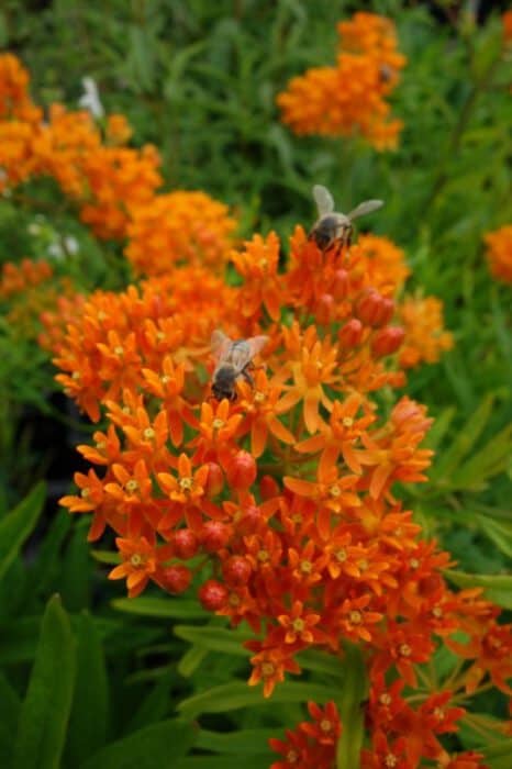 Asclepias tuberosa - Zijdeplant: standplaats, bloei en verzorging