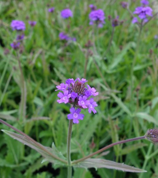 Verbena rigida - IJzerhard