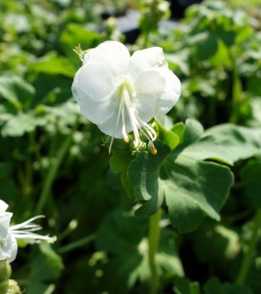 Geranium macrorrhizum White Ness - Ooievaarsbek