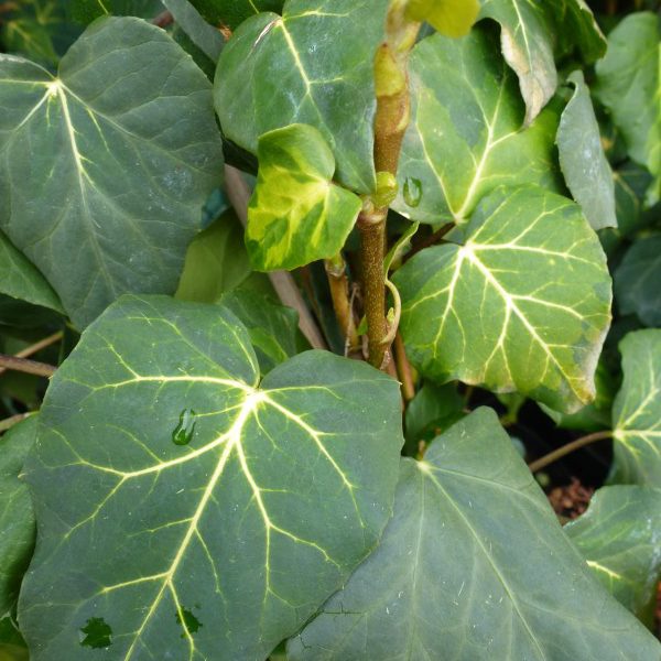 Hedera colchica Sulphur Heart - Klimop