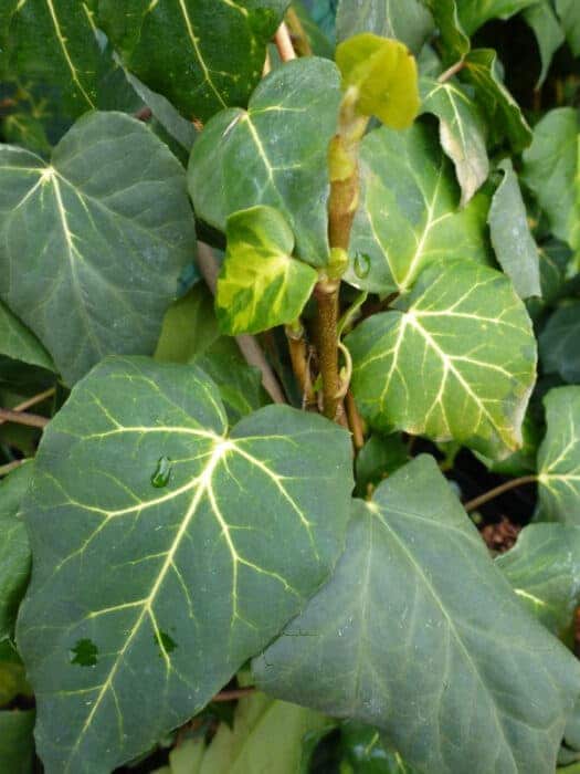 Hedera colchica Sulphur Heart - Klimop: standplaats en verzorging