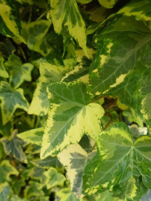 Hedera helix Golden Kolibri - Bonte Klimop