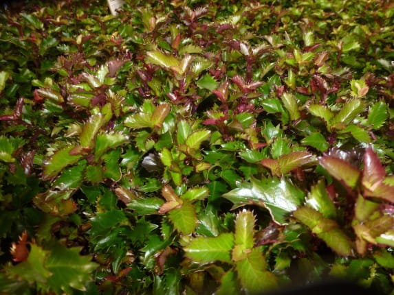 Ilex meserveae Little Rascal - Blauwe hulst: alles over de verzorging